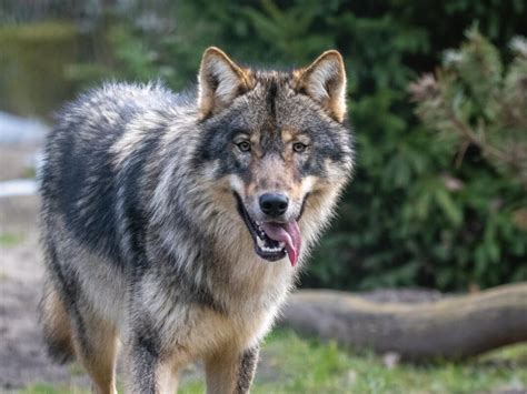 Вовки на Волині Криниця мисливця