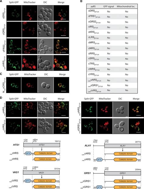 Assigning Mitochondrial Localization Of Dual Localized Proteins Using A