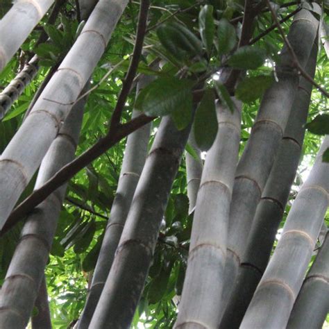 Bamboo For Australian Gardens Clumping Screening Bamboo Nursery Near Me