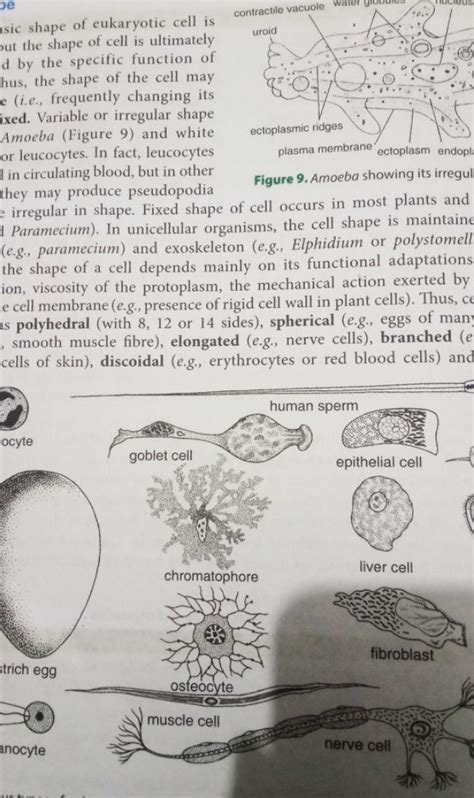 Shape Of Eukaryotic Cell Is The Shape Of Cell Is Ultimately D By The Spec