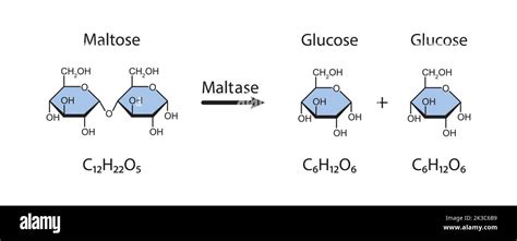 Maltase Enzyme Effect On Maltose Sugar Molecule Maltose Hydrolysis