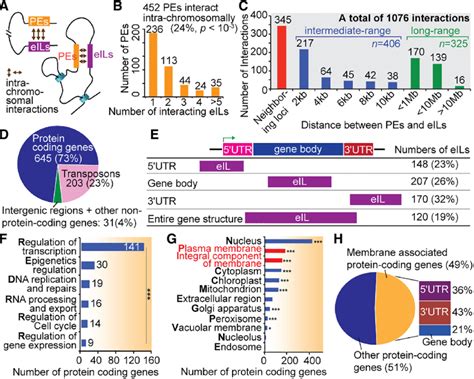 Pes Can Physically Interact With Other Protein Coding Genes
