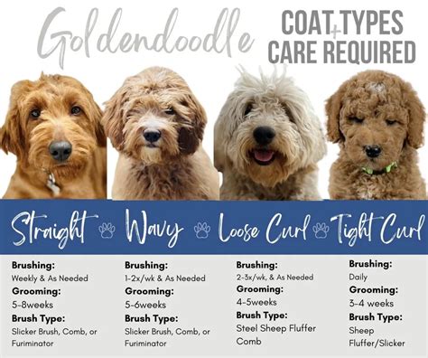 Goldendoodle Color Size Coat Info Cedar Doodles
