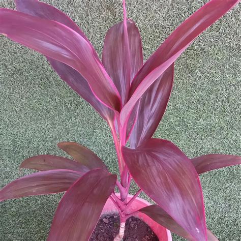 Plantitas De Interior Ecoyali Raices