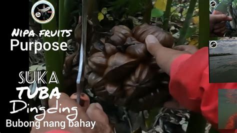 Bunga Ng Sasa Nipa Fruits Bicol Vlog Youtube Bunga Ng Sasa Nipa Fruits Bicol Vlog Youtube