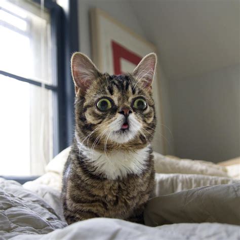 Cats With Down Syndrome Face