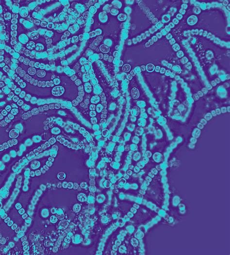 Gi And Microbiome Research Boca Biolistics