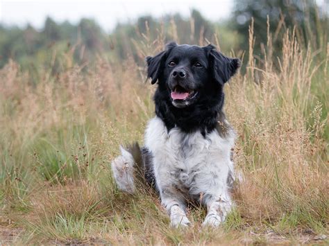 Stabyhoun Dog Breed Guide Spot Pet Insurance