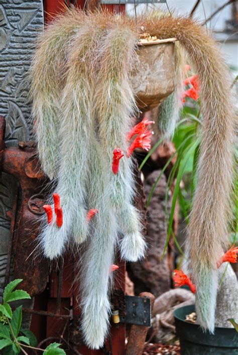 2025 Guide To Growing And Caring For Monkey Tail Cactus