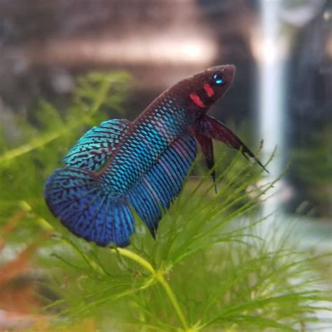 Come Allevare Betta Wild Pla Thai
