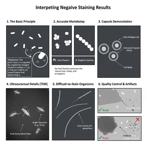 Negative Staining Principle Procedure Result Uses Biology Notes Online