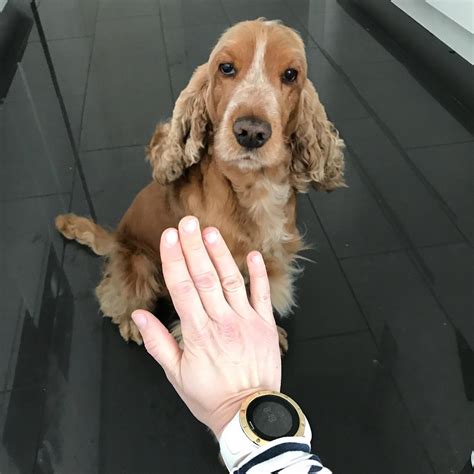 14 Funny Cocker Spaniel Facts Petpress