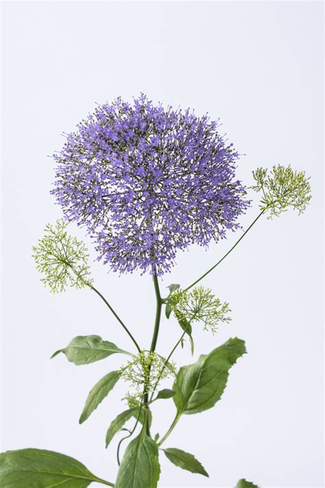 Trachelium Caeruleum Lake Michigan Blue Muller Seeds