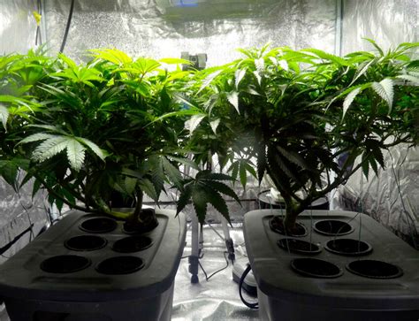 Cannabis Hermafrodita Saiba Como Identificar E Como Lidar