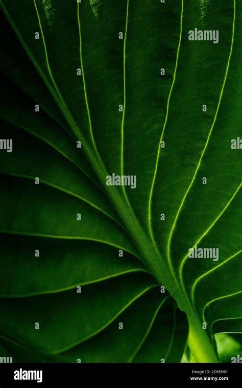 Close Up Of Sunlight Revealing The Heavily Ribbed Leaf Of A Hosta Plant