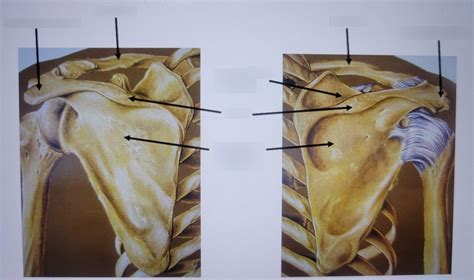 Aandp Scapula Skeletal System Wall Chart Pectoral Girdle Posterior Diagram Quizlet