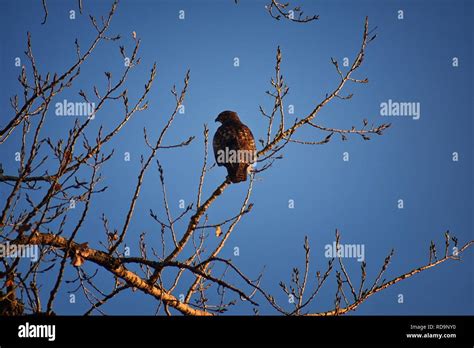 Adult Swainsons Hawk Buteo Swainsoni Large Buteo Hawk Of The