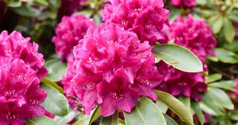 Top 5 Stunning Rhododendron Varieties For Your Garden Nursery Plant