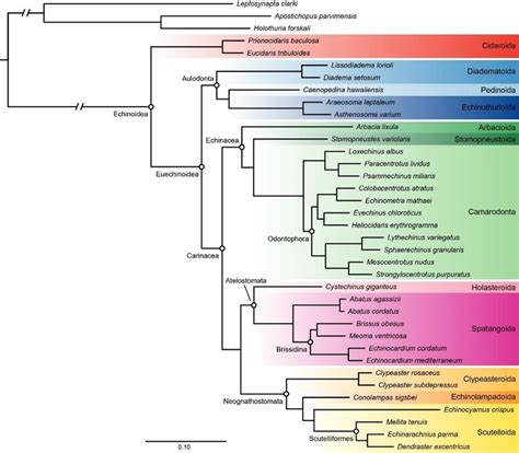 Phylogenomic Tree Obtained Through All Three Methods Of Inference