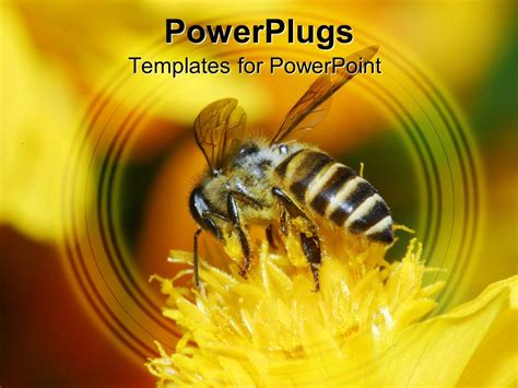 Bee Powerpoint Template