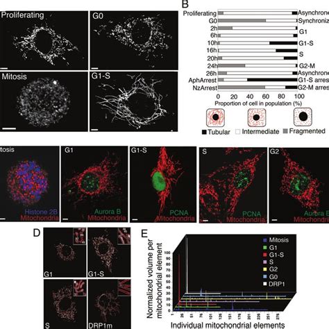 A Hyperfused Mitochondrial Form Leads To G0 To S Transition By