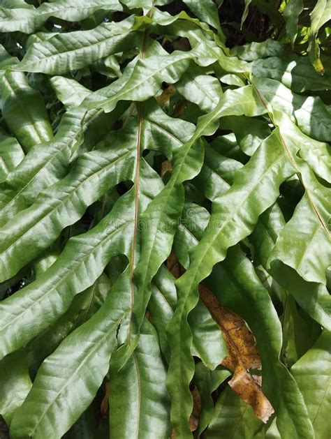 Kangaroo Paw Fern With The Latin Name Zealandia Pustulata Is A Fern