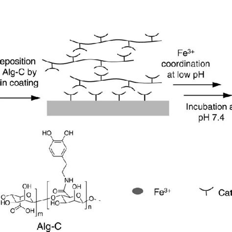 A Schematic Overview Of Dopa Proteins And Dopa In Mussel Adhesion A