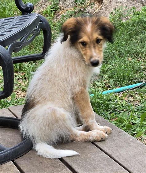 Splash Dollys Legacy Animal Rescue