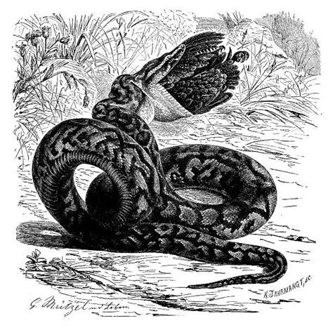 Royalty Free African Rock Python Clip Art Vector Images