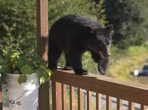 Watch Bear Cub Wheels Trash Bin Down Driveway Iheart