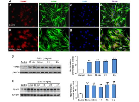 Tnf A And Il 1b Increase Traf6 Expression In Primary Cultures Of