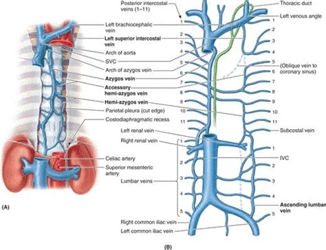 Azygous Venous System New