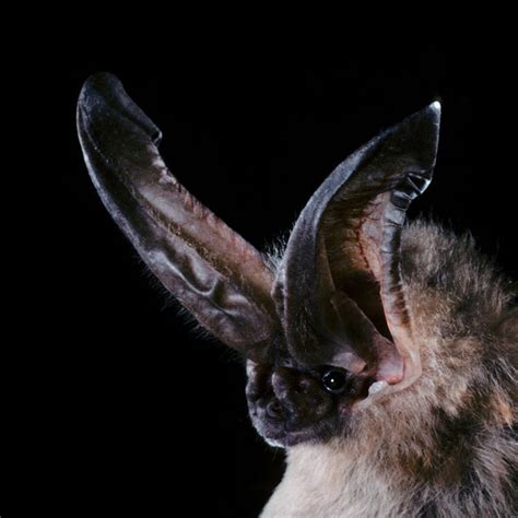 Bat Ears Slang At Cody Learmonth Blog