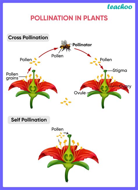 Cross Pollination Diagram