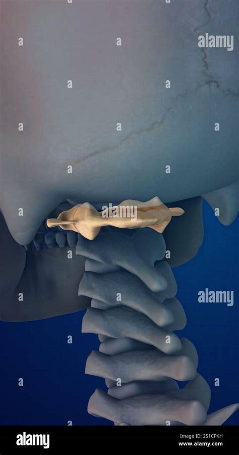 Structure Human Skull Spinal Column Immagini E Fotografie Stock Ad Alta
