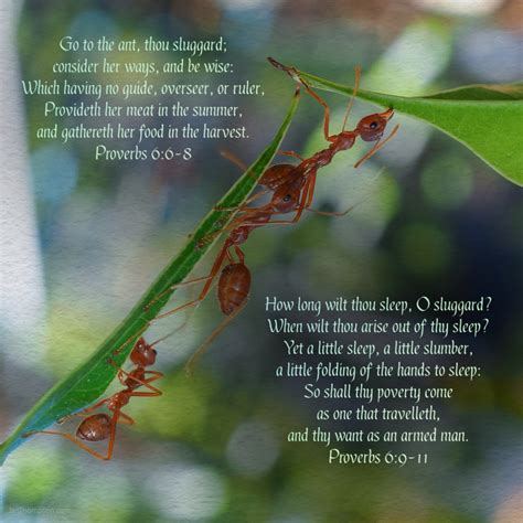 “go To The Ant” Proverbs 66 11