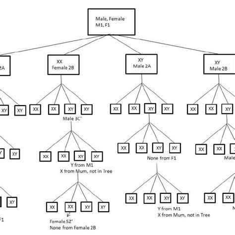 Sex Chromosome Inheritance Download Scientific Diagram Sex Chromosome Inheritance Download Scientific Diagram