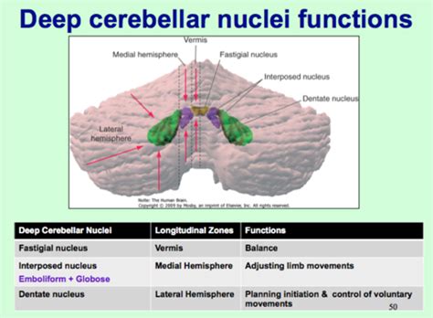 Cerebellar Nuclei