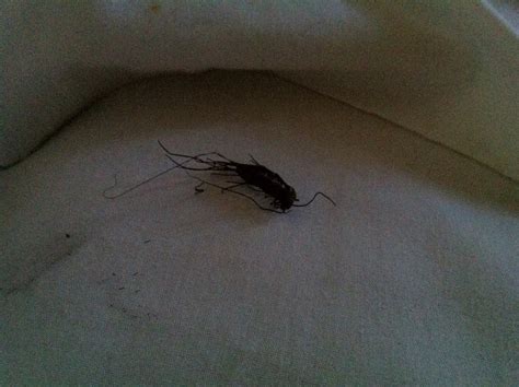 Friend Woke Up To This Bug Carcass In Her Bed No Thank You Rwtf