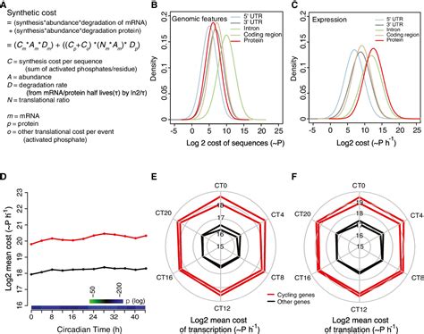 Figure 1 From Cycling Transcriptional Networks Optimize Energy