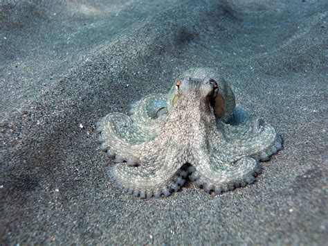 Simulated Octopus Skin May Be The Future Of Camouflage Atlas Obscura