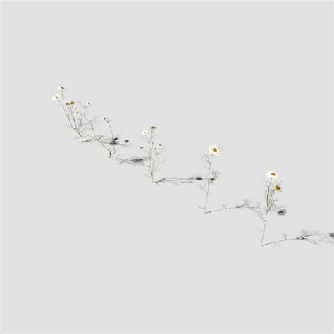 Field Chamomile 3d Model Pack