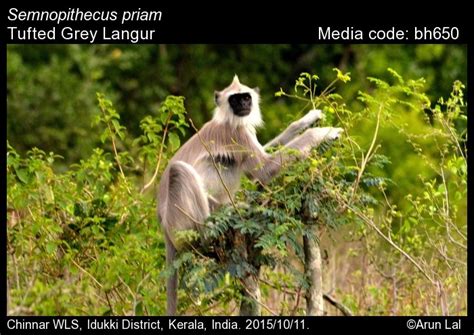 Semnopithecus Mammals
