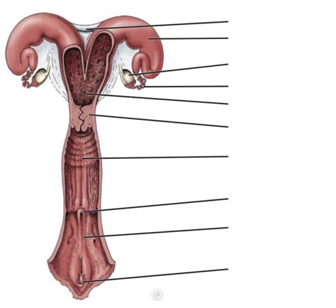 227311 Introduction To Bovine Reproductive Tract Flashcards Quizlet