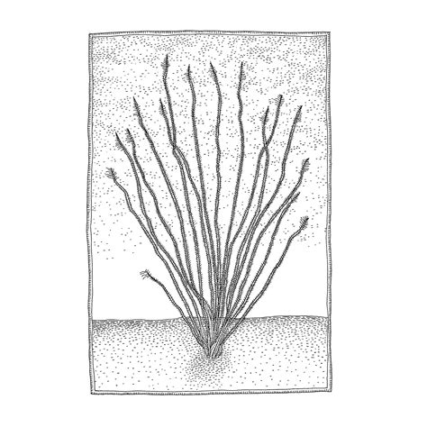 Ocotillo Print Esqueleto