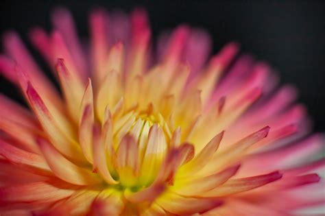 Dahlia Myths Folklore And Forgotten Meanings