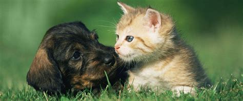 For Kennel Bookings In Maidenhead Call Old Beams