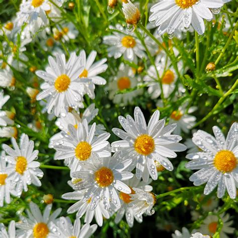 24 Fall Flowers To Plant This Autumn According To Experts