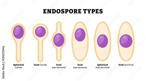 Different Types Of Endospore Types Diagram Poster Medical Illustration Vector Labeled