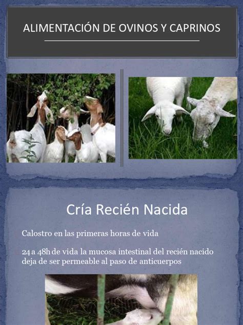 Bases De Nutrición Ovina Y Caprina Mediación Tecnológica Pdf Pasto